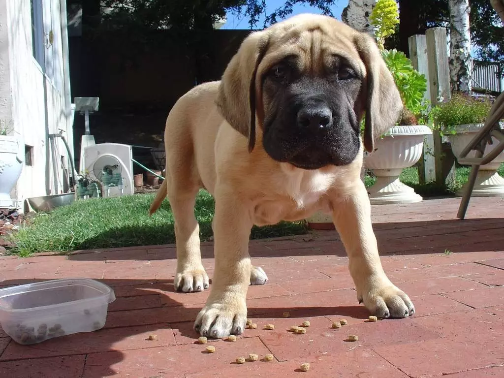 İngilis Mastiff balası.