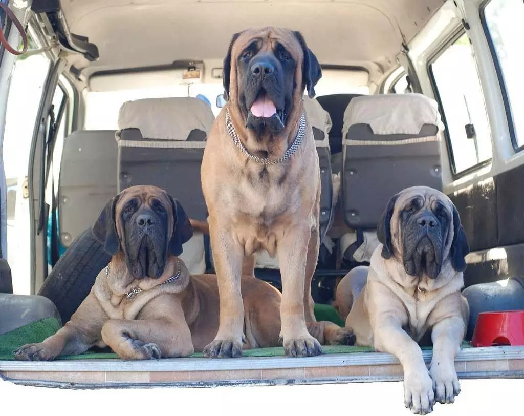 Mastiff ist ein wahrer treuer Freund.