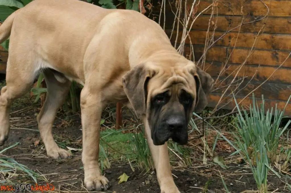 Die Engelse Mastiff is 'n betroubare wag.