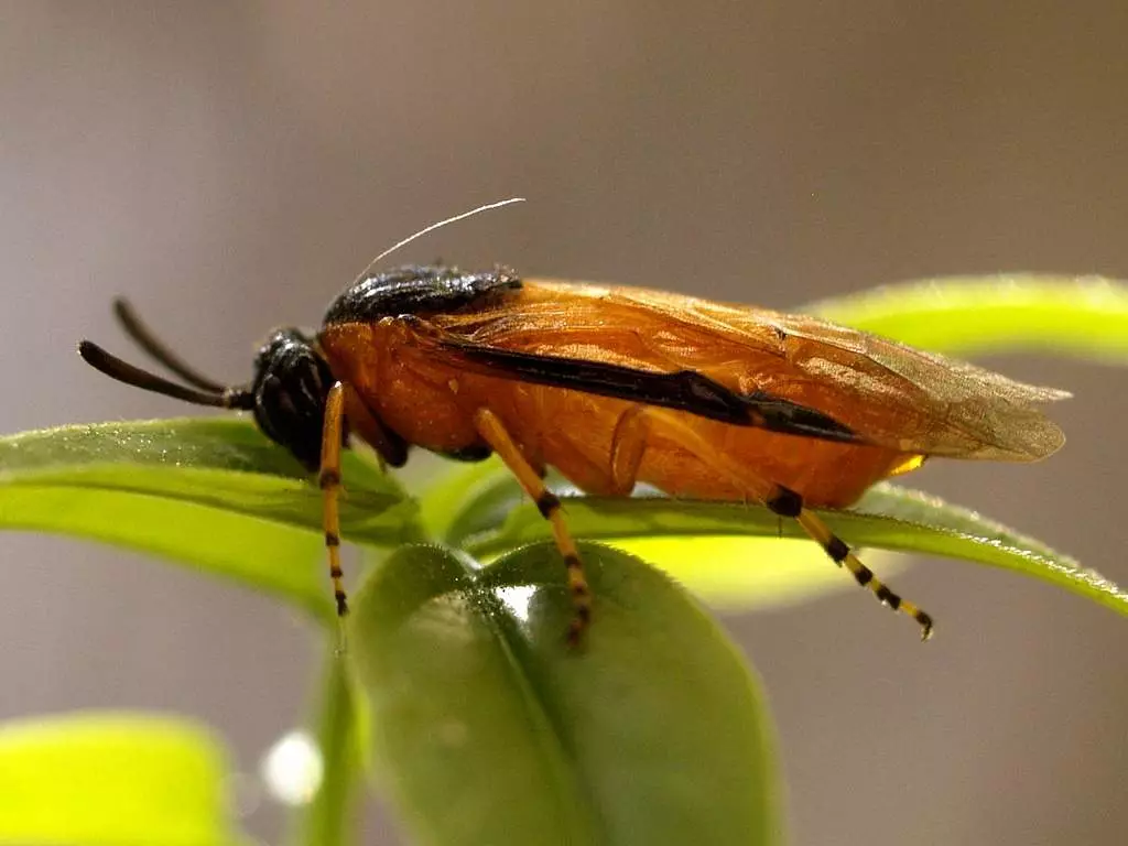 Mosca de sierra de palisandro (Arge ochropus).