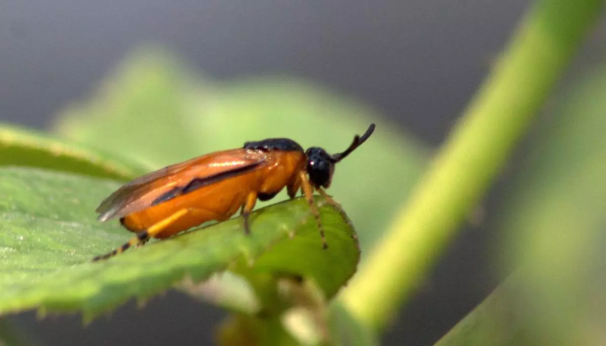 Rose Sawfly - Rose Wokonda 7765_2