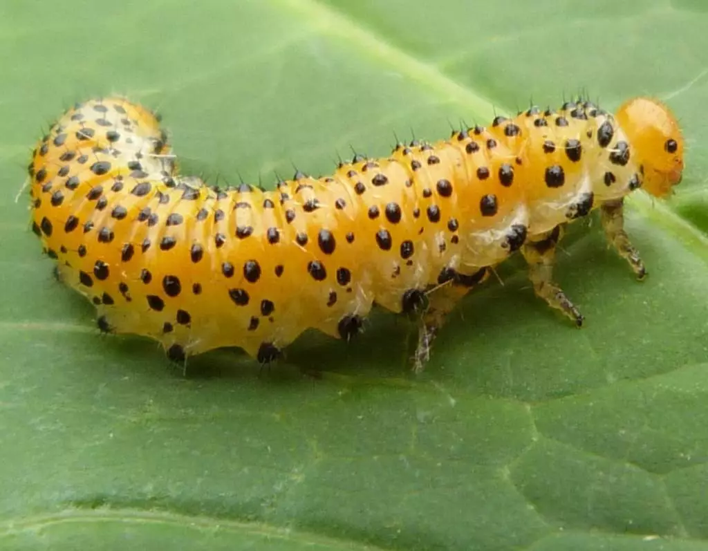 Las larvas más viejas son de color azul verdoso con dorso naranja.