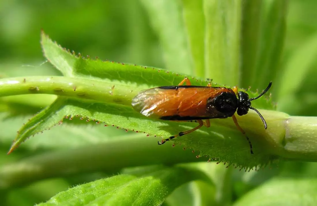 Al envejecer, las larvas se dispersan por toda la planta, de la que se alimentan de hojas y pecíolos.