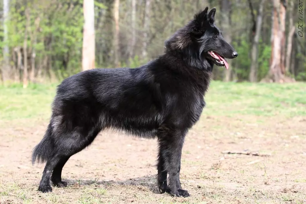 Belgiýaly çopan Groenendael.