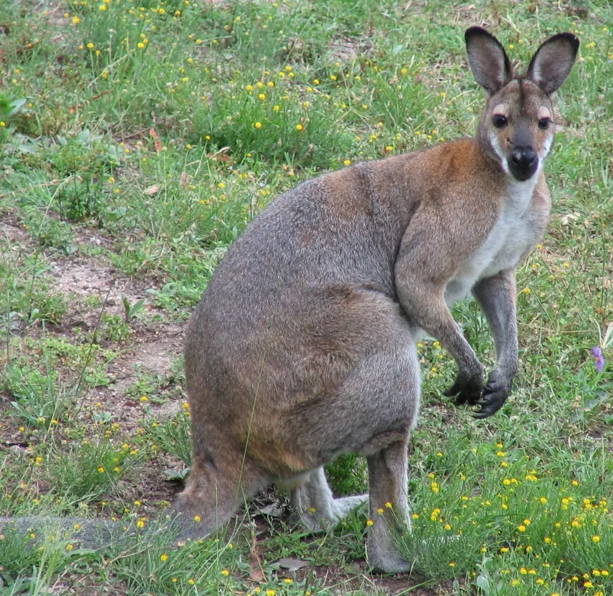 Kangaroo ambaye alimshambulia mtoto mwenyewe alikua mwathirika wa shambulio hilo na mama yake.