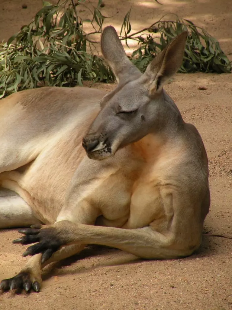 Kangaroo, licha ya kuonekana kwa kuchekesha, ana nguvu ya kushangaza.