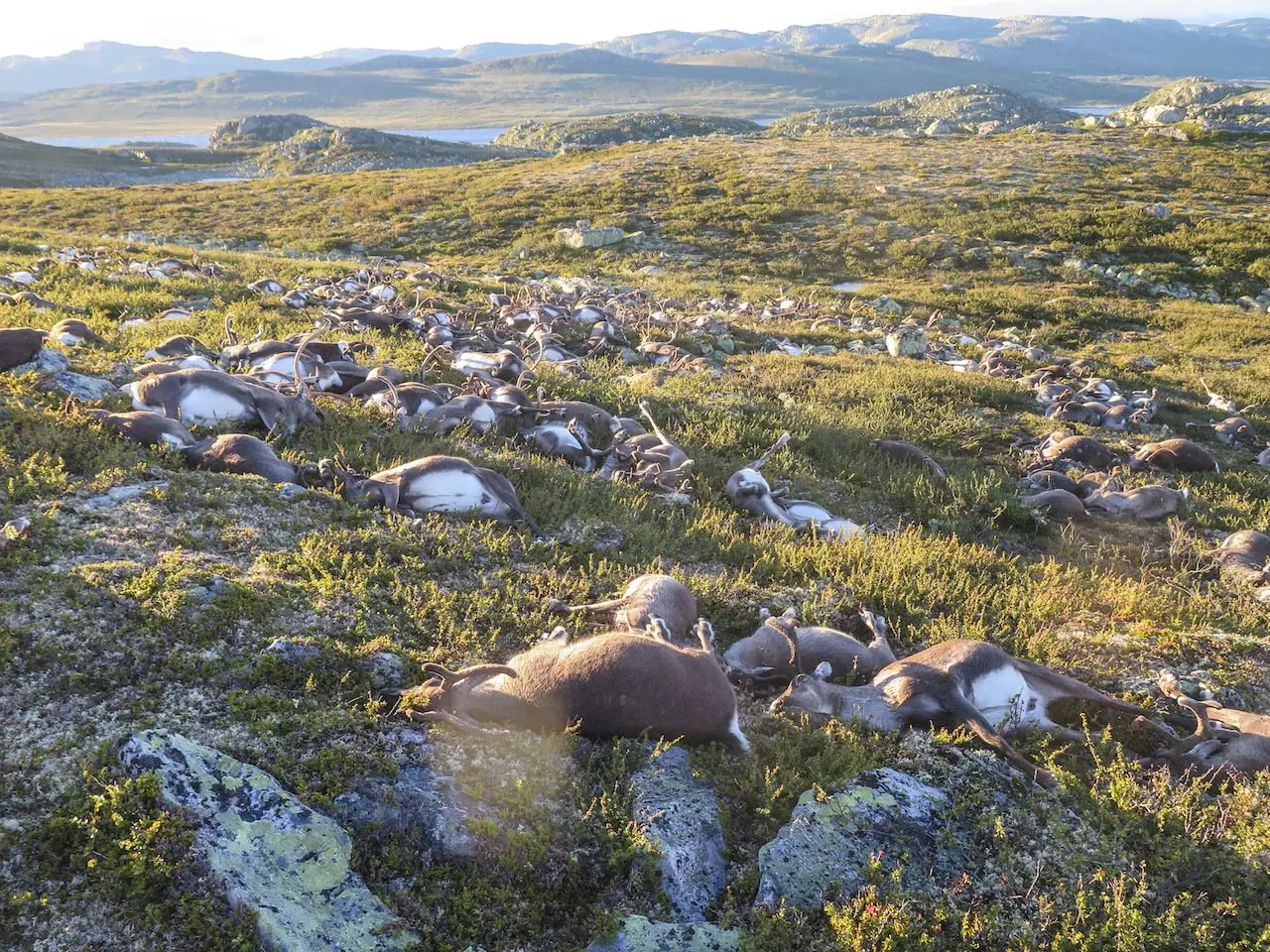 Tliet mitt ċriev inqatlu mis-sajjetti fin-Norveġja.