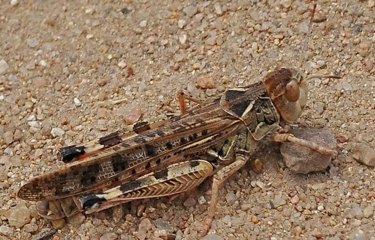 Belalang Maghribi (Dociostaurus maroccanus).