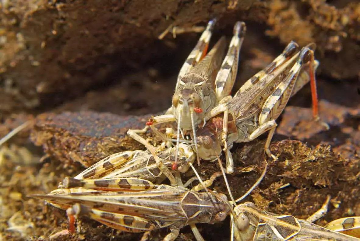 Berulang kali, belalang memakan tanaman di kawasan yang besar, sehingga memaksa seluruh wilayah mati.