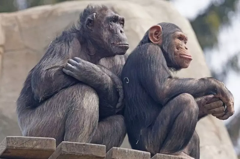 Os chimpanzés têm demonstrado grande capacidade de assistência mútua.