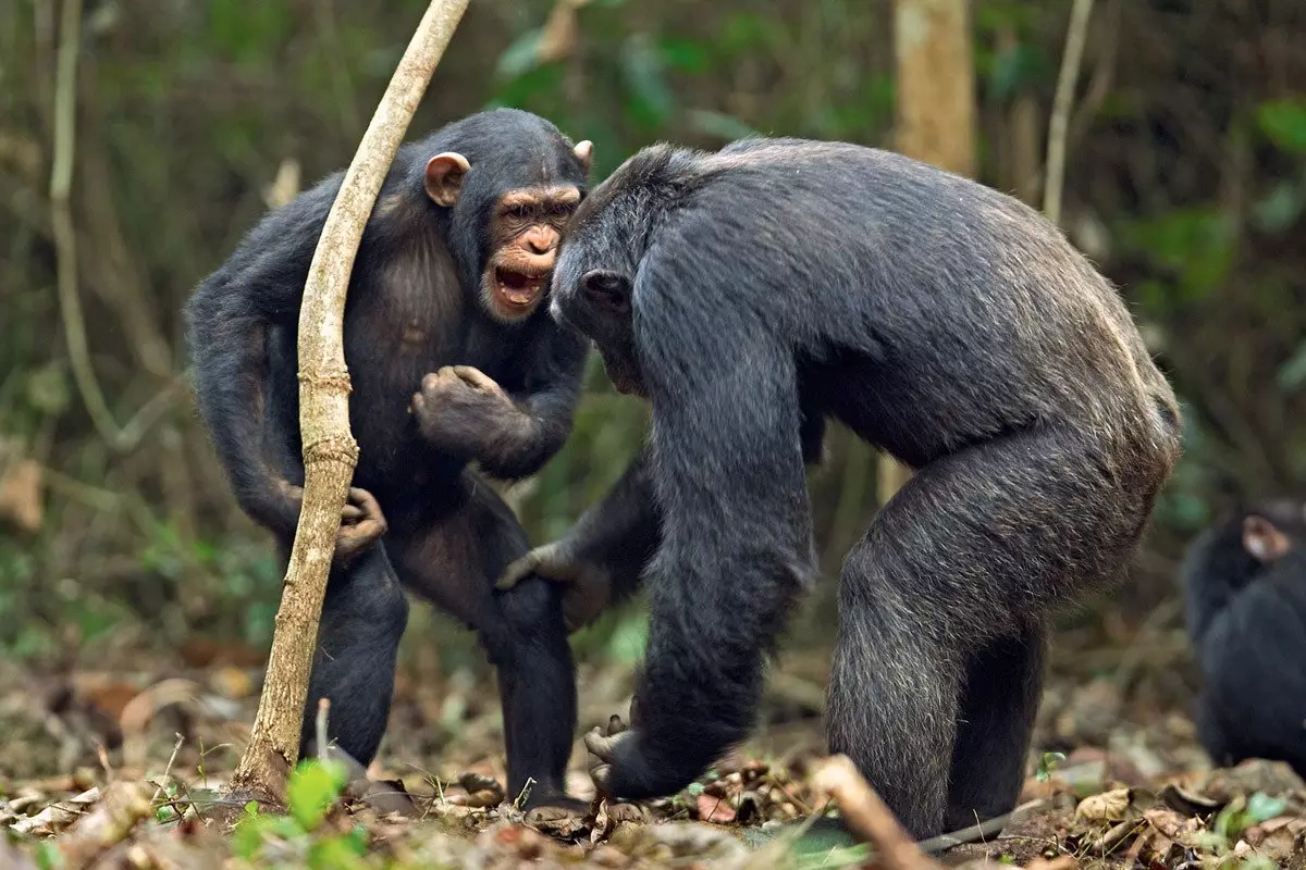 Những con khỉ lấy thành quả lao động của các cá nhân khác sẽ bị trừng phạt bởi các thành viên của tập thể khỉ.