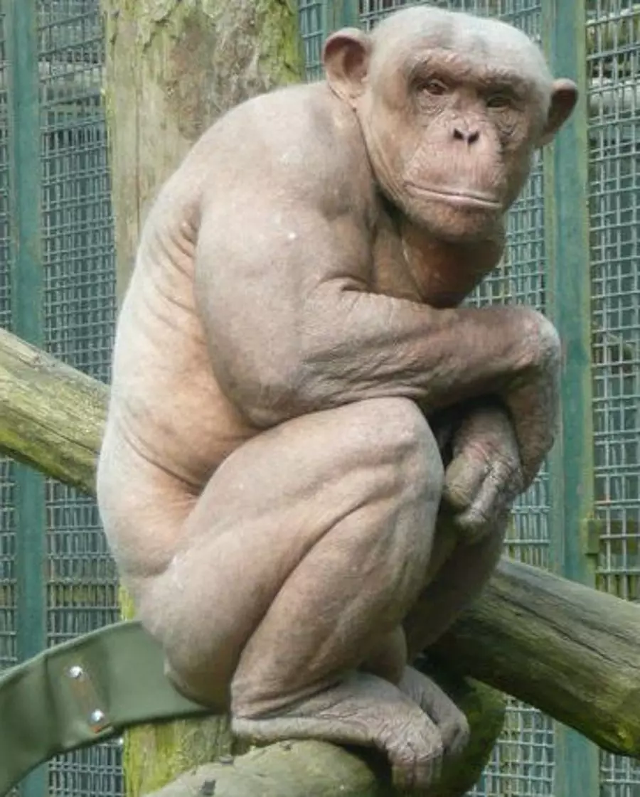如果你剃掉黑猩猩的毛发，你会发现下面有强大的肌肉组织。