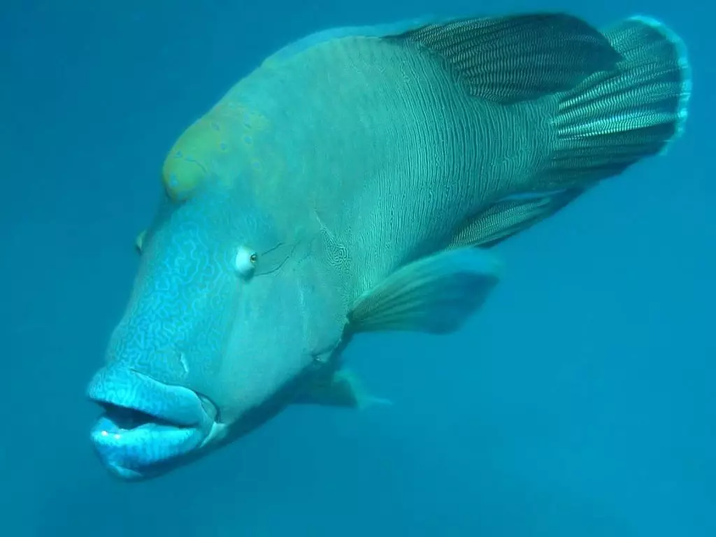 Cheilinus undulatus adalah spesies terbesar di antara wrasses.