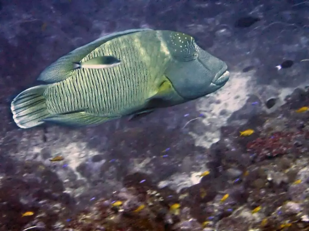 Wrasse ya vî rengî 25-30 salan dijî.