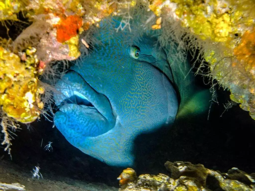 Ikan napoleon bersembunyi di antara karang.