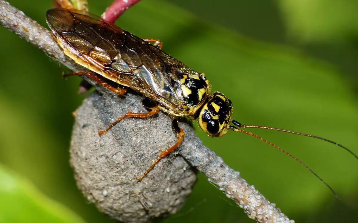 Weaver sawfly (Pamphiliidae).