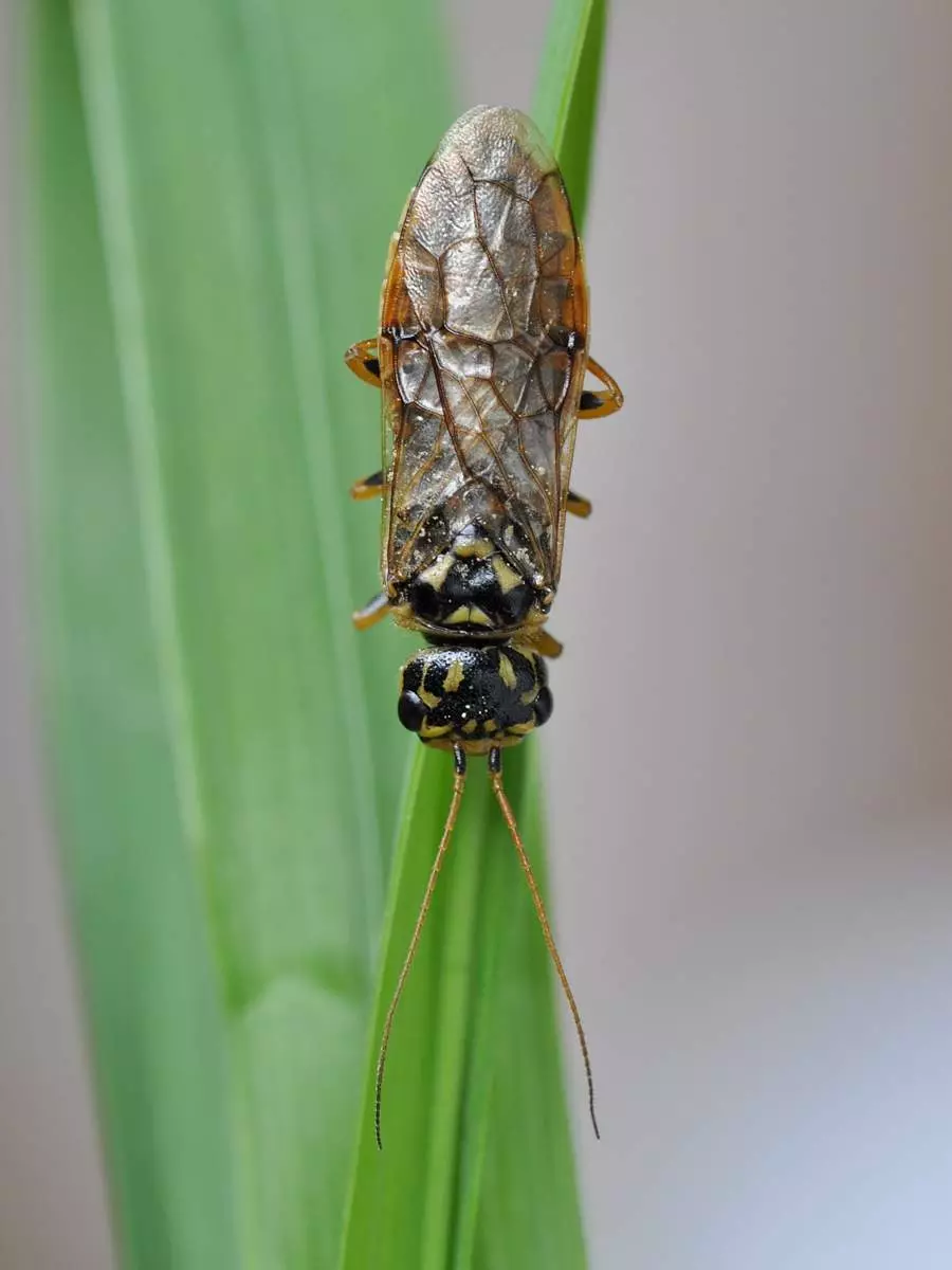 Tauraron sawfly tauraro (Acantholyda posticalis).