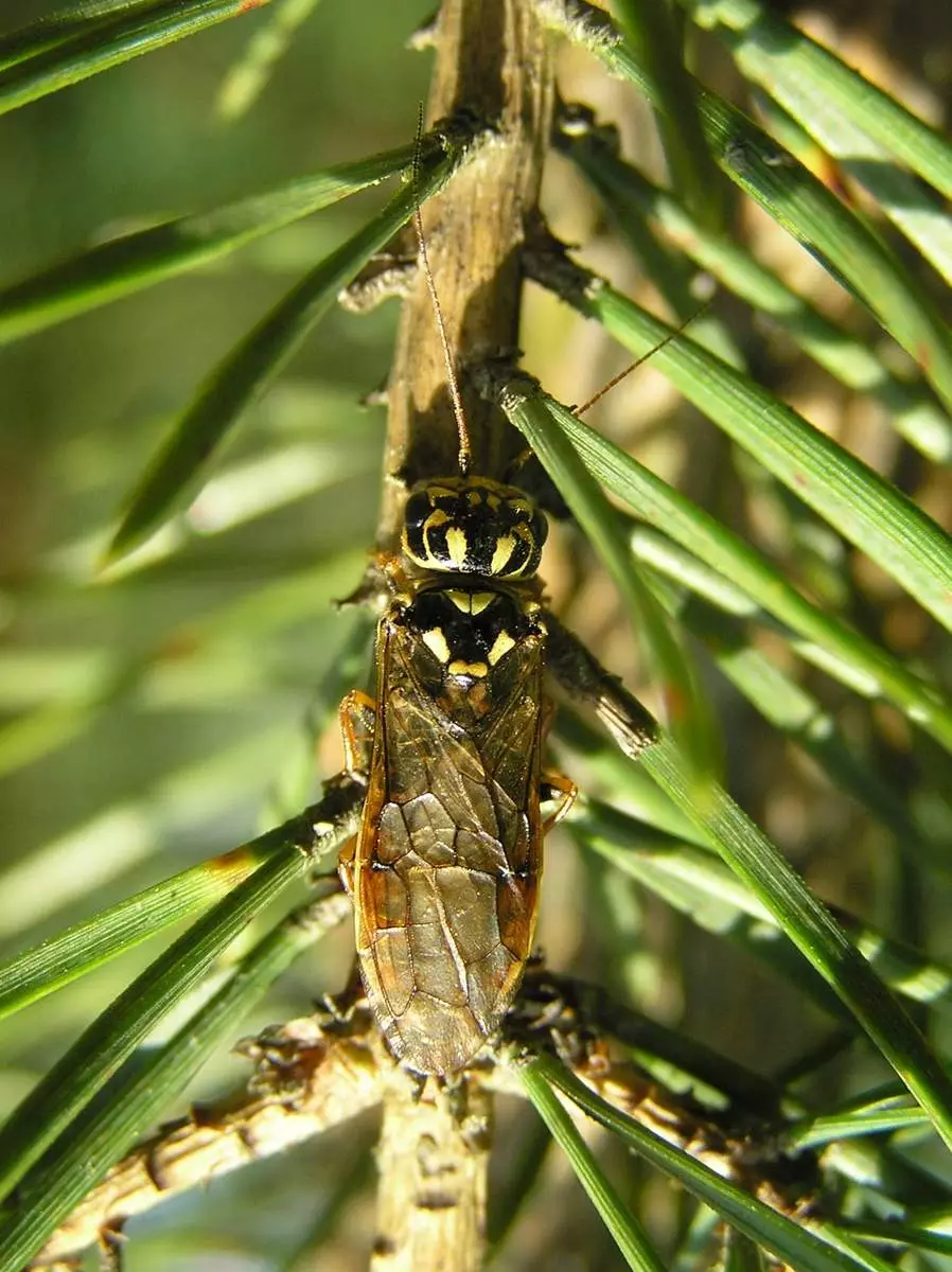 Masu saƙa sawflies kwari ne na conifers: spruce da pines.