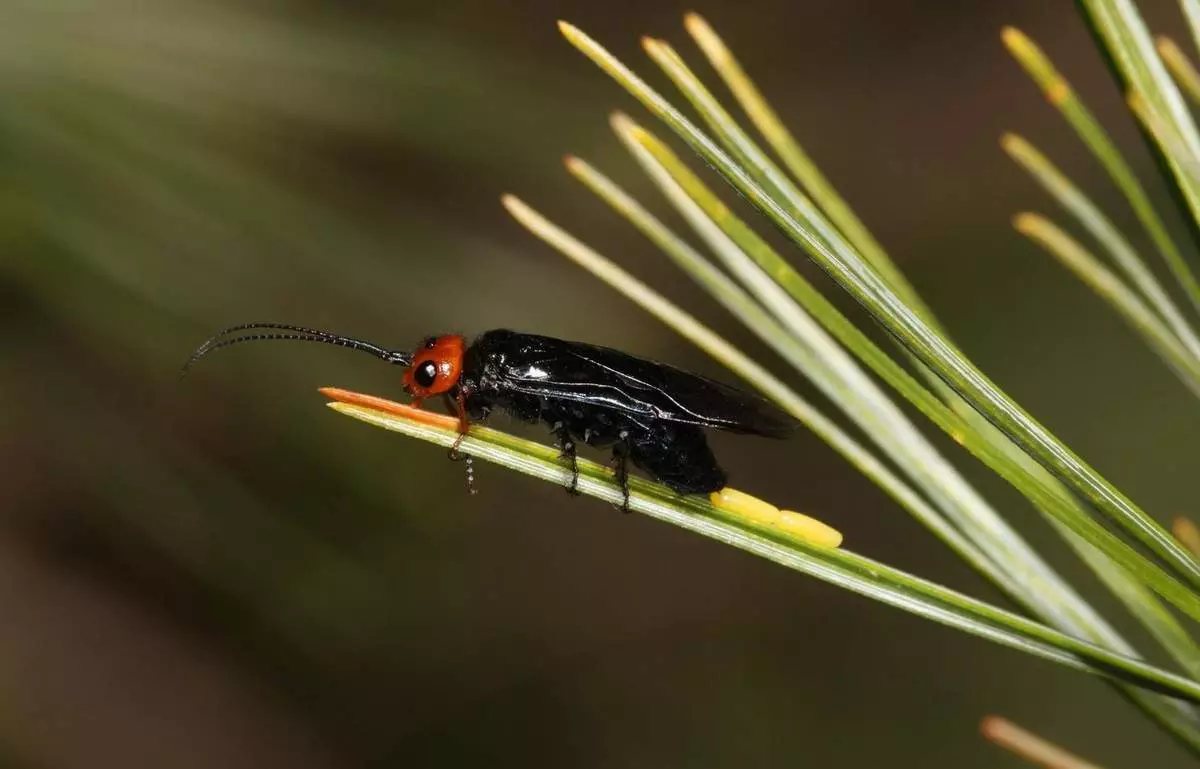 Wata mata mai ja-gora sawfly tana sa ƙwai.