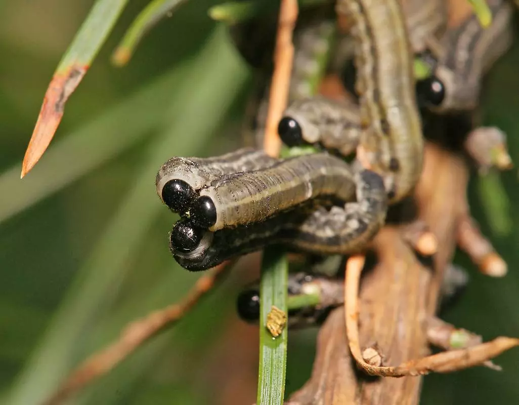 Caterpillars na masaka sawfly lalata ganye na allura, enveloping su da gizo -gizo.