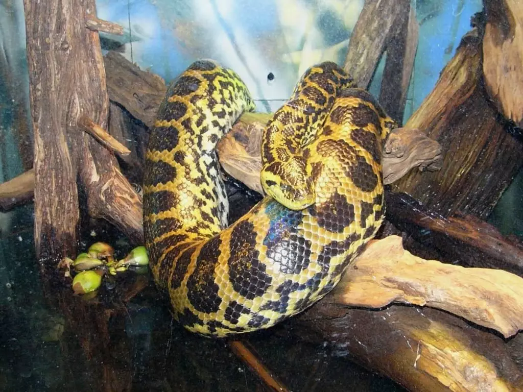 Paraguayan Anaconda (Eunectes notaeus).