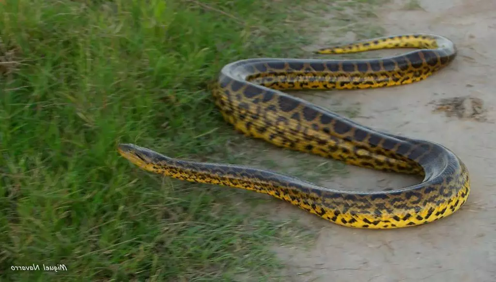 The yellow anaconda is gigantic in size.