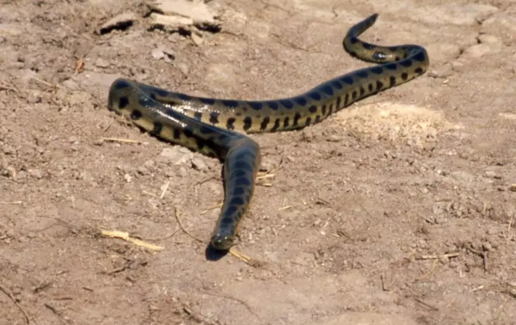 Anaconda Bolifia (Eunectes beniensis).