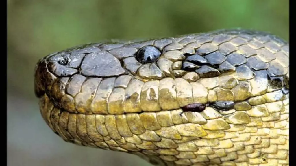 Anaconda Beni เป็นสัตว์กินเนื้อที่มีถิ่นกำเนิดในอเมริกาใต้