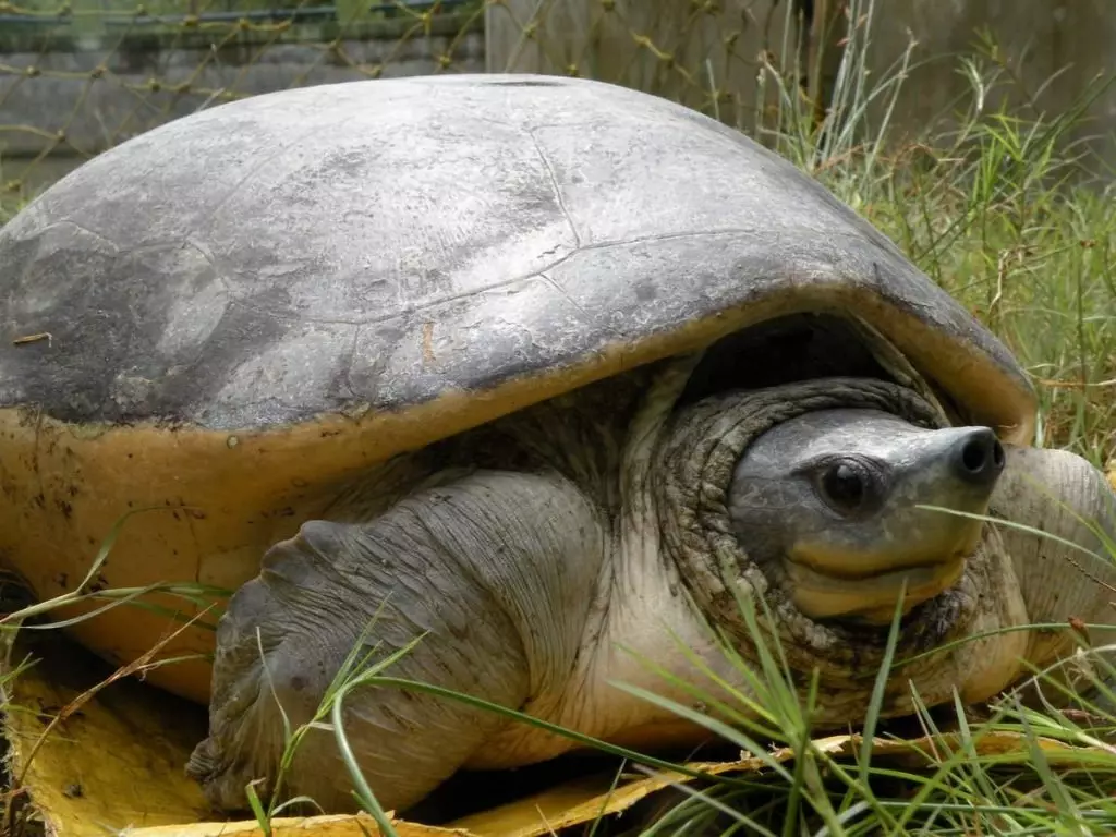 Svayno-sköldpaddan är den sista kvarvarande mjuka sköldpaddan i världen.