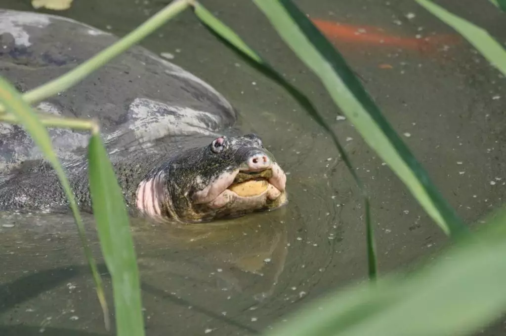 Sköldpaddan som bor i den kinesiska zoo är nästan hundra år gammal.