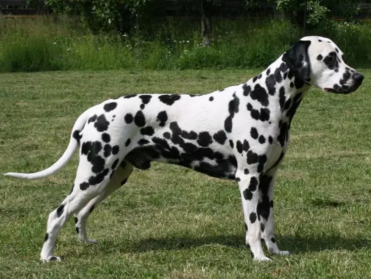 Dalmatínsky pes.