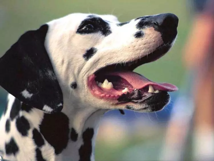 Dalmatínci boli pôvodne psy.