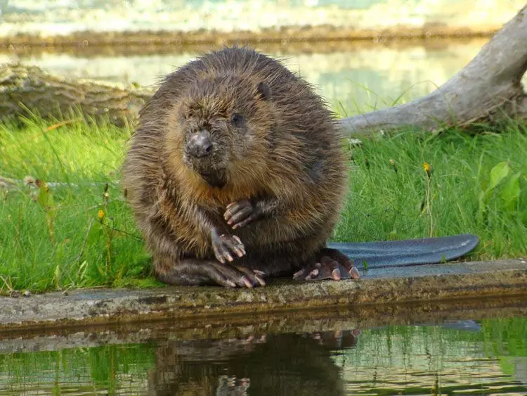 Beaver (Castor).