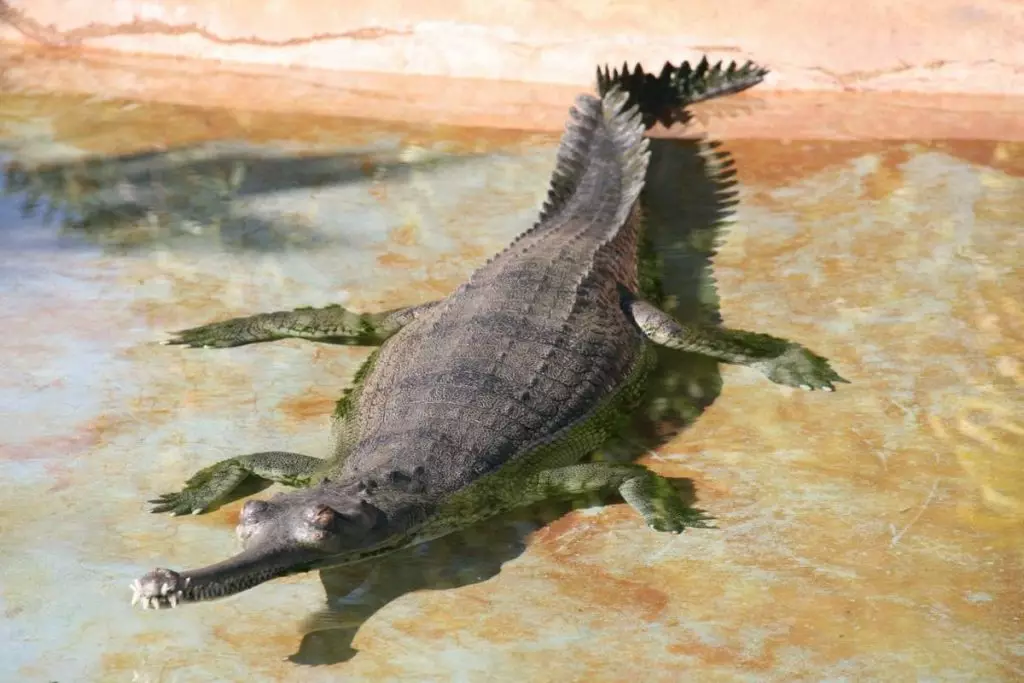 Gangia gavial (Gavialis gangeticus) sa živí iba žabami a rybami.