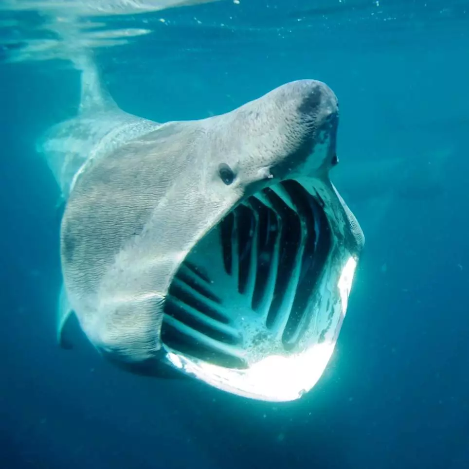 გიგანტურ ზვიგენს მხოლოდ პლანქტონი აინტერესებს.