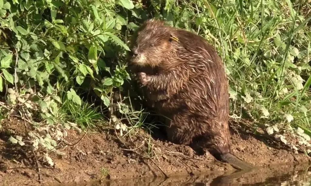 Kizazi kipya cha beavers kimeibuka kwenye Mto Otter.