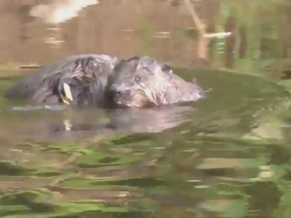 Wawakilishi wa Mfuko wa Ulinzi wa Asili wanauliza wakaazi wa eneo hilo wasisumbue beavers.