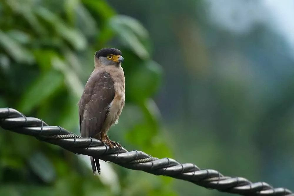 Nicobar krèt koulèv Eagle (Spilornis klossi).