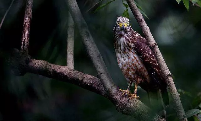 এটি পৃথিবীর ক্ষুদ্রতম agগলগুলোর একটি।