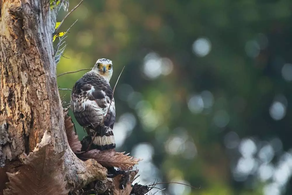 Erwachsene Vögel sind sesshaft.