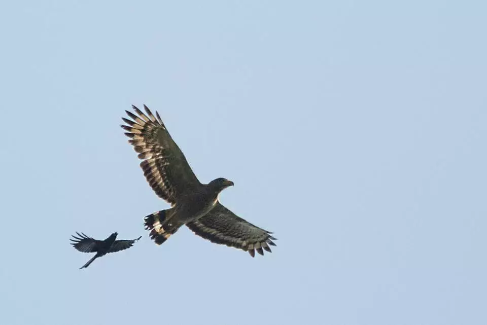 Dieser Vogel ist in den Wäldern der indischen Insel Great Nicobar endemisch.