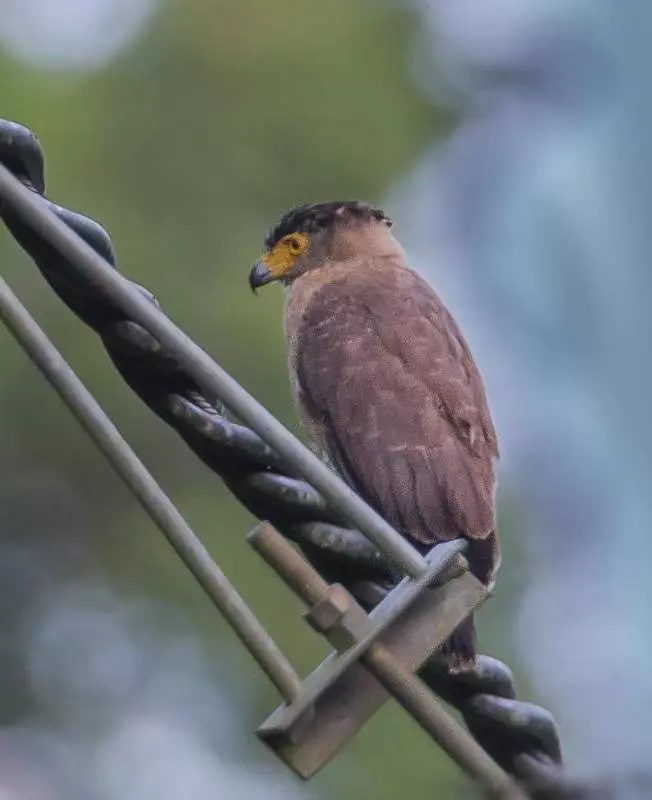 Popilasyon an nan Nicobar Crested Eagles la ap bese.