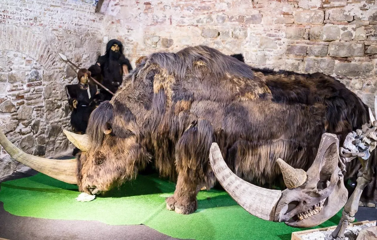 Rinocerul de lână este unul dintre animalele găsite în Bashkiria.