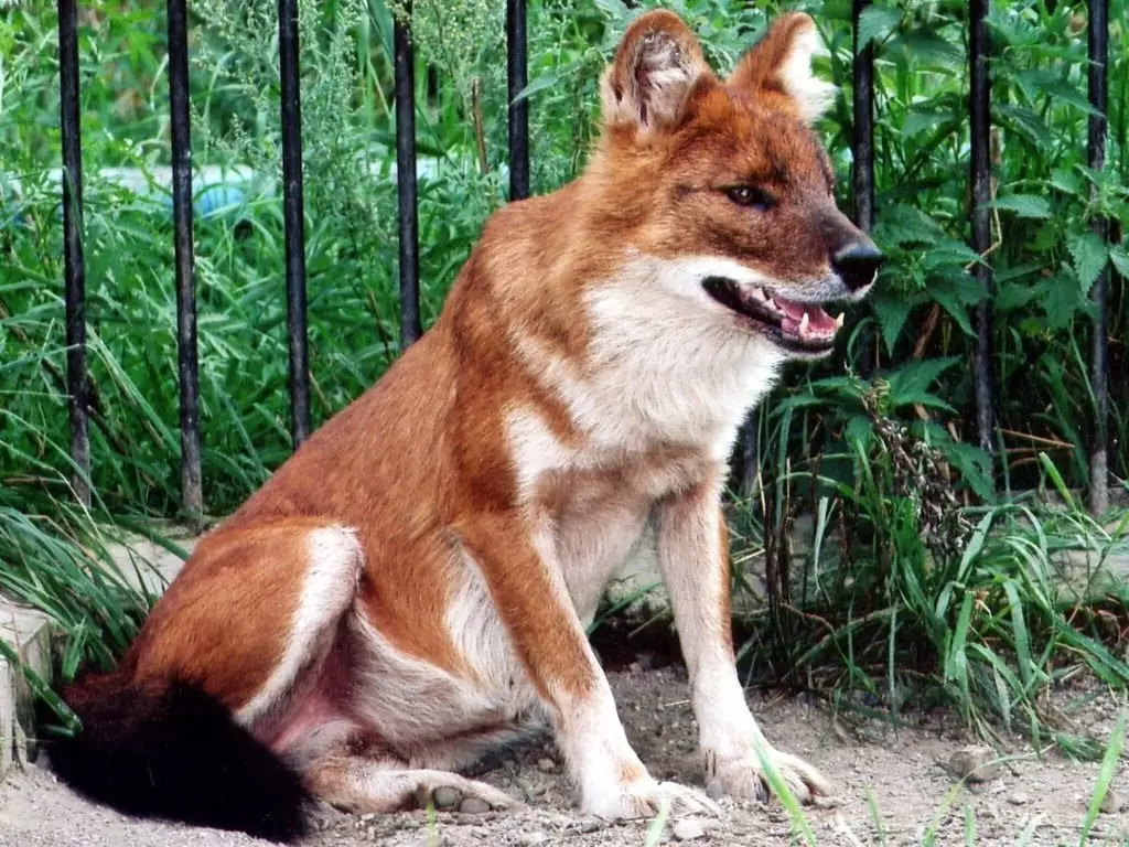 Mesmo os restos dun lobo vermello atopáronse no territorio do parque nacional.