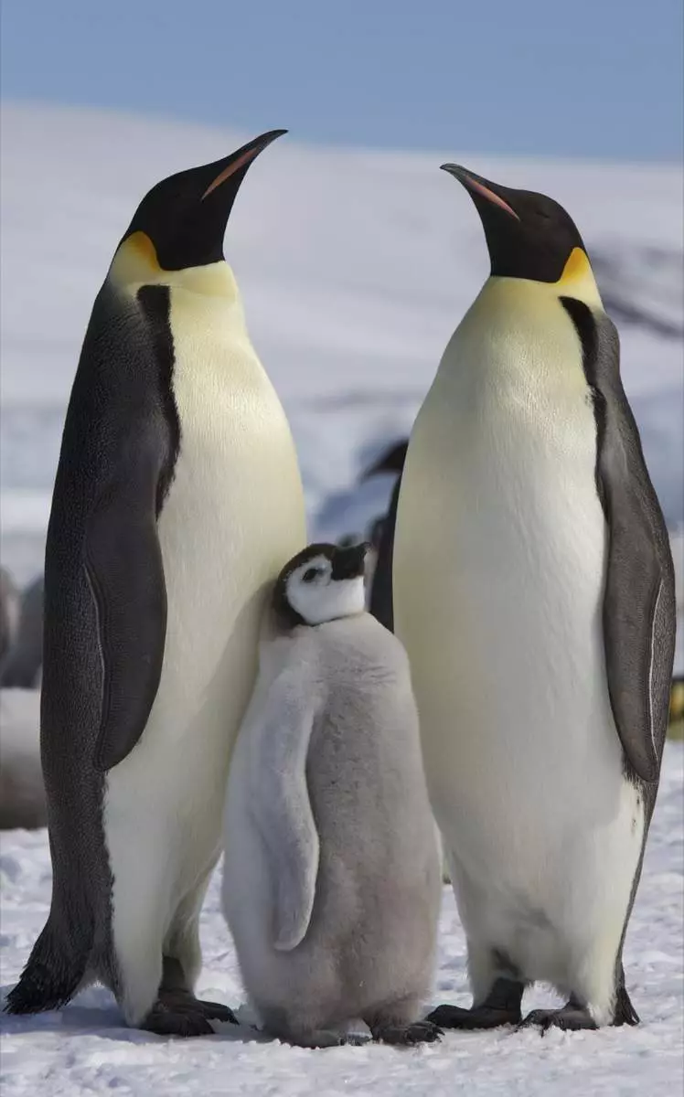 Pingüín emperador: descrición, foto e vídeo