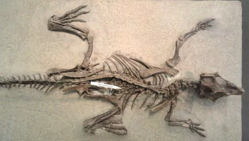 Sisa-sisa fosil Psittacosaurus.