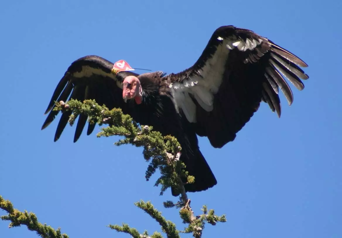 Californische condor (Gymnogyps californianus).