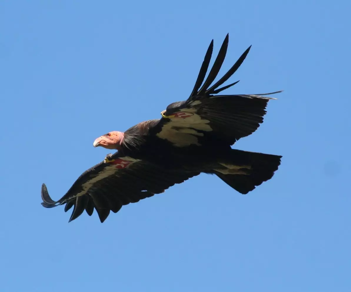 Vanwege zijn majestueuze vlucht was het een aantrekkelijk doelwit voor jagers die de soort op de rand van uitsterven brachten.