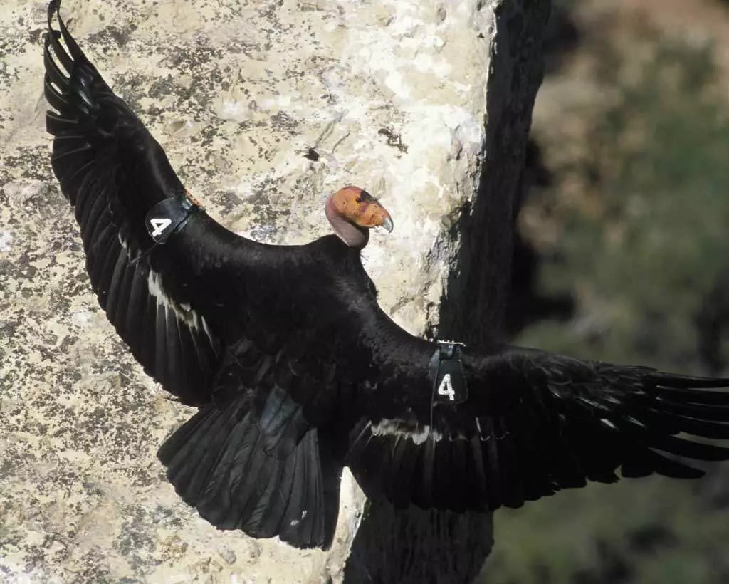 De spanwijdte van de Californische condor is maximaal drie meter.