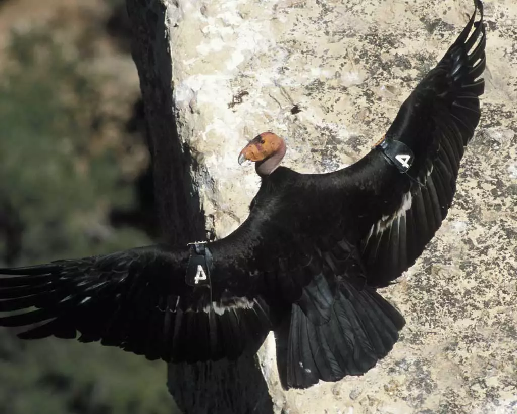 In november 2010 waren er 381 condors, waaronder 192 vogels in het wild.